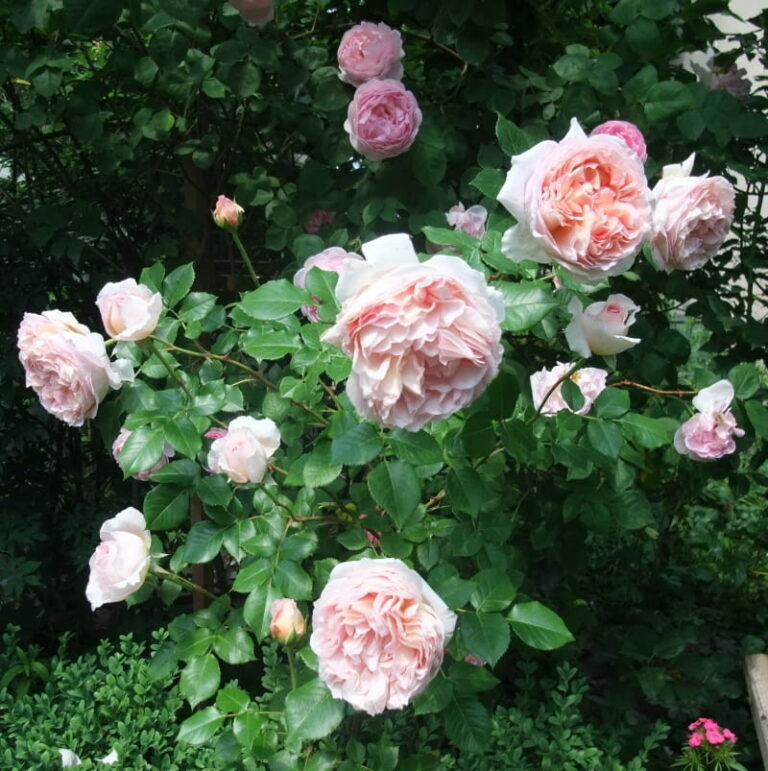 Róże angielskie – odmiany najpiękniej pachnące – Polskie Towarzystwo Różane