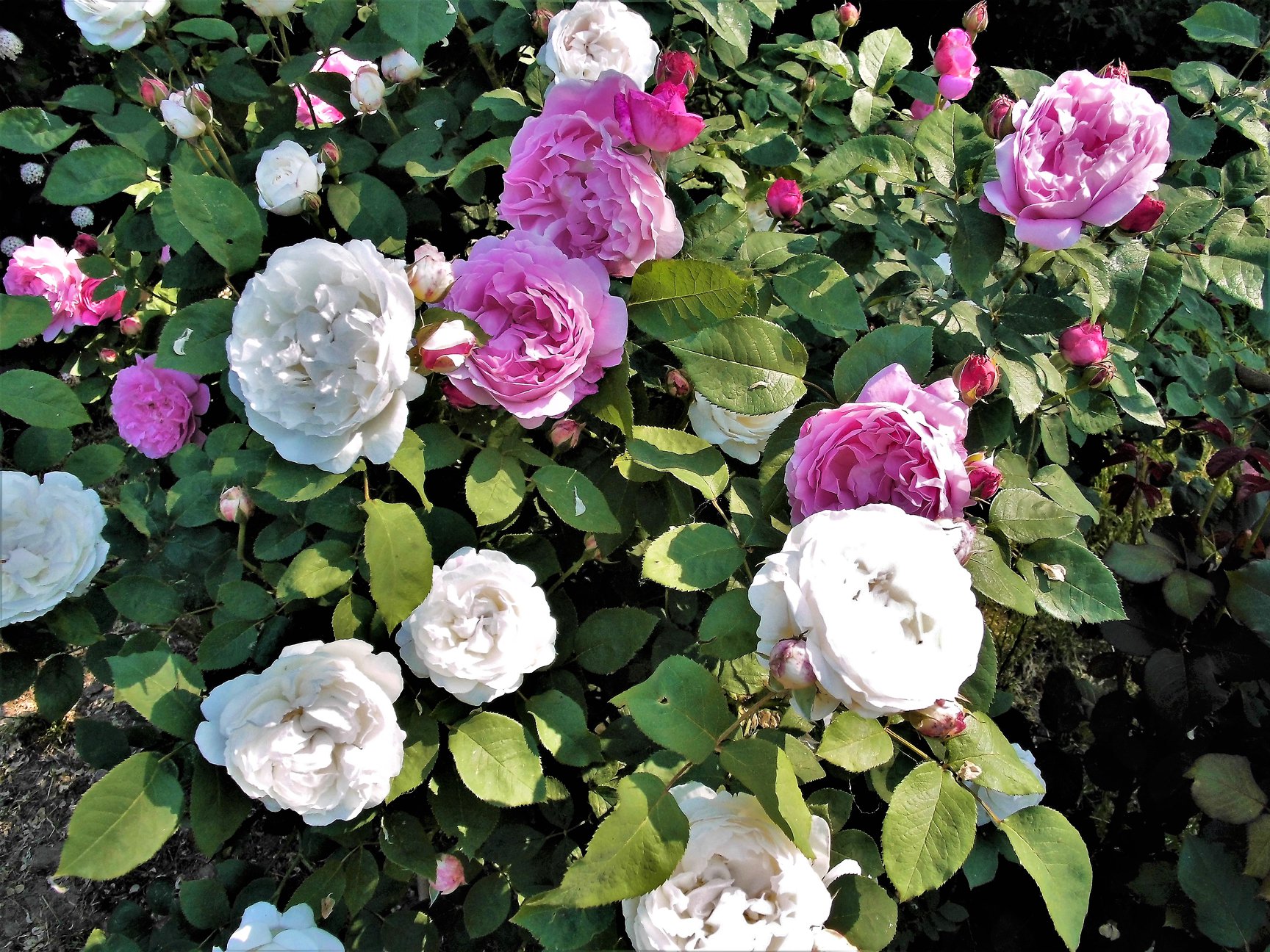 Nawożenie róż w maju – Polskie Towarzystwo Różane