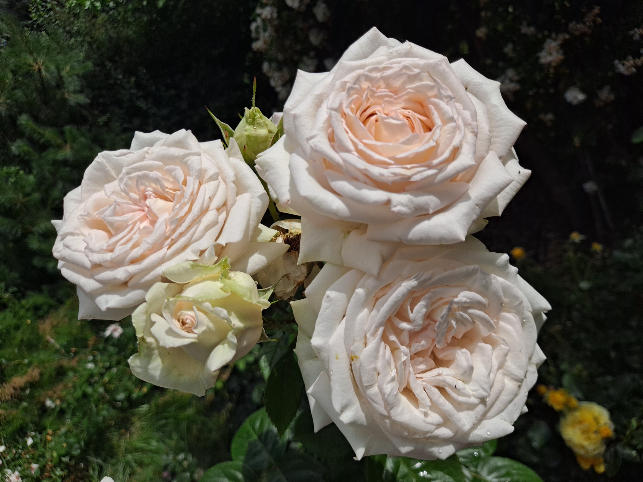 ’Madame Anisette’ – Polskie Towarzystwo Różane