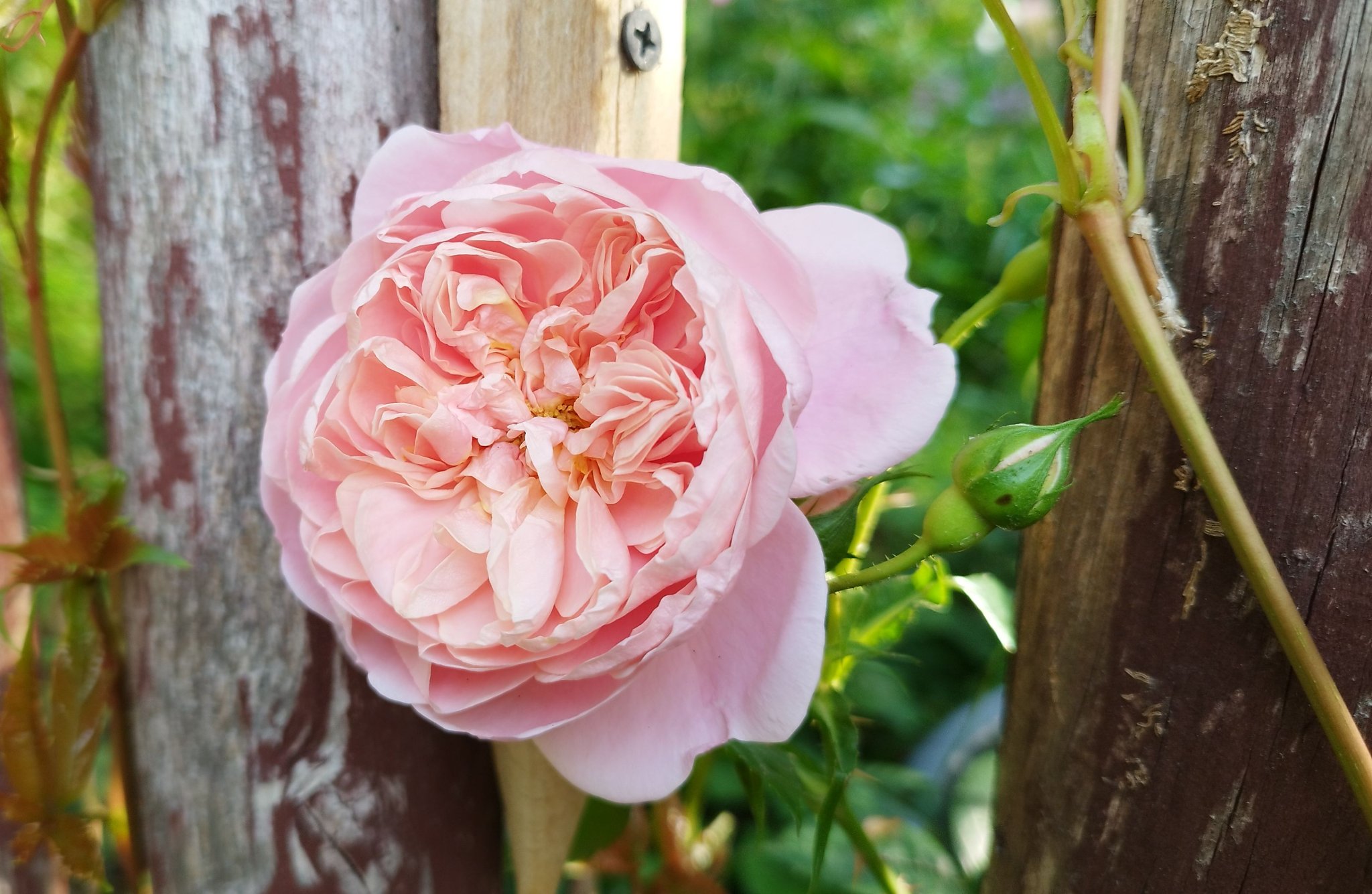 Astrid Lindgren, Emily Bronte, Colette – Kobiety I Róże – Polskie ...