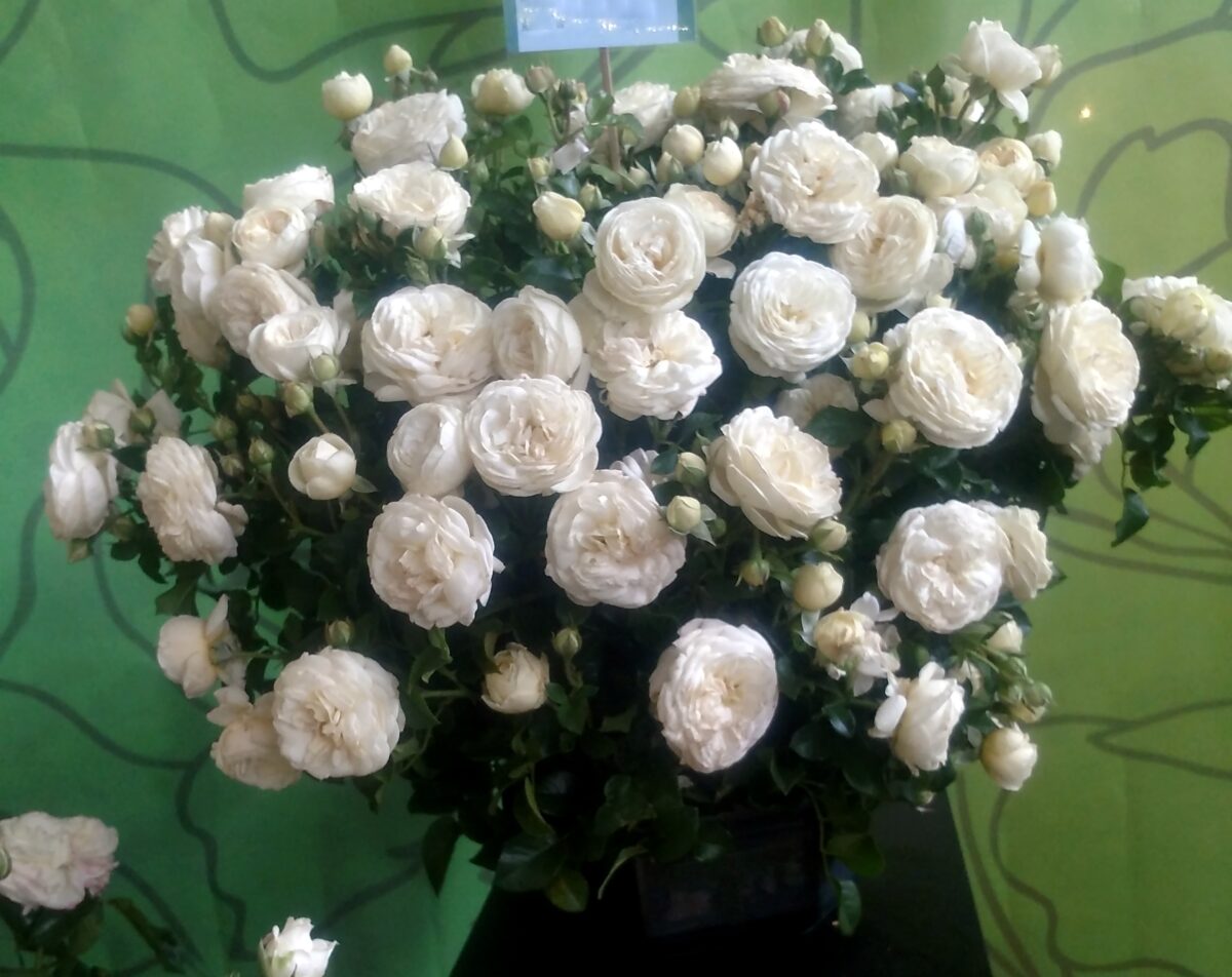 Jakie róże na taras i balkon? Radzi Rozarium – Polskie Towarzystwo Różane