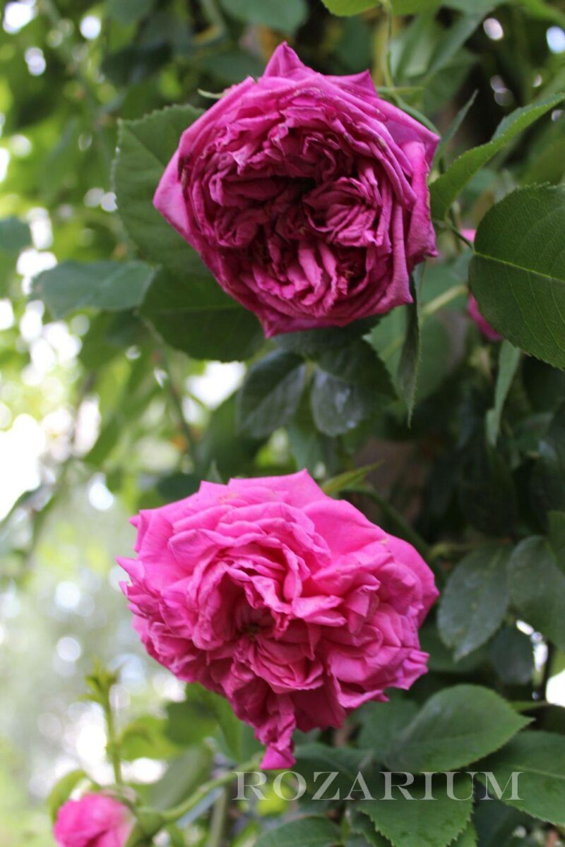 Ramblery w każdym ogrodzie – Polskie Towarzystwo Różane